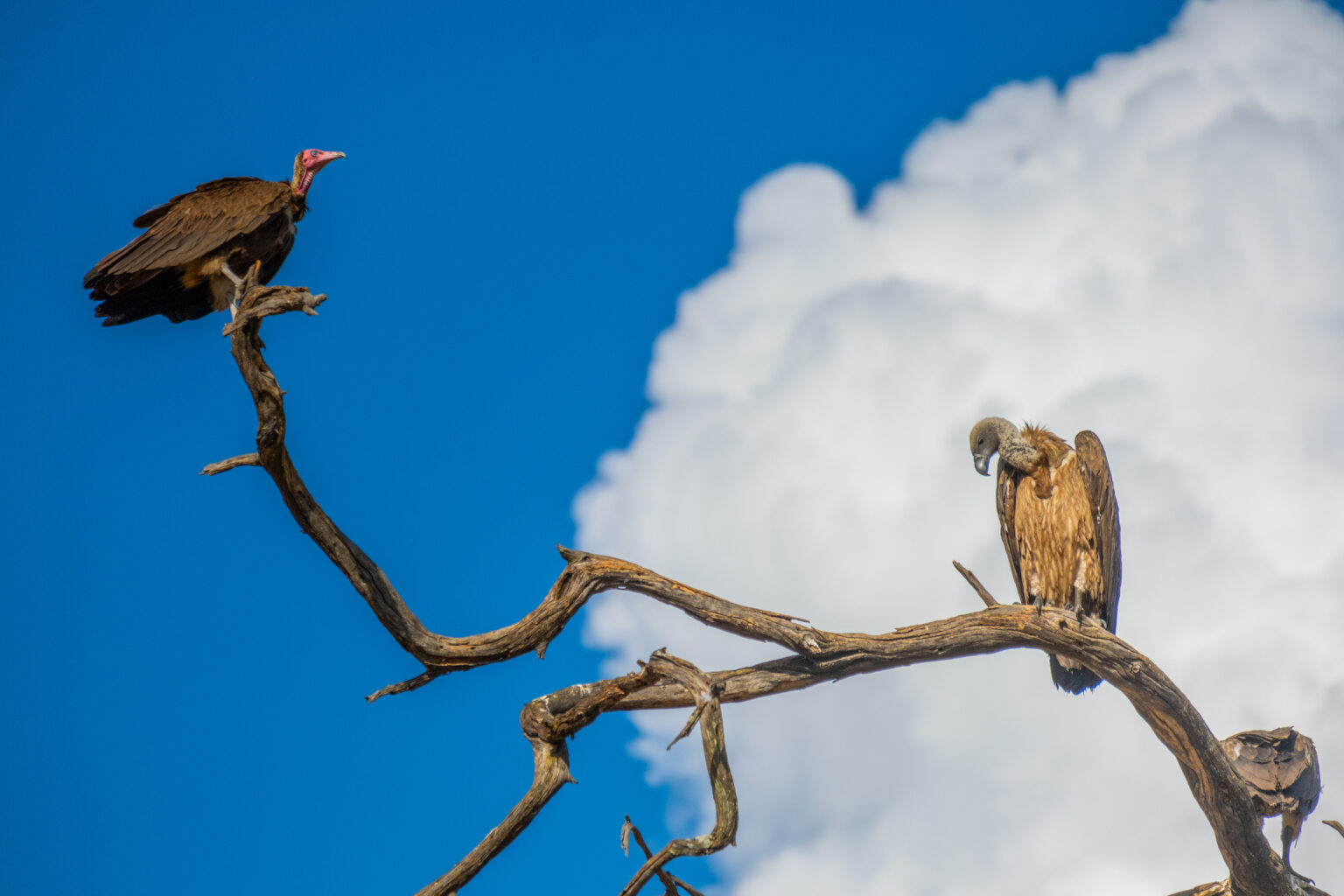 10 BEST Safari Cameras And Lenses In 2024