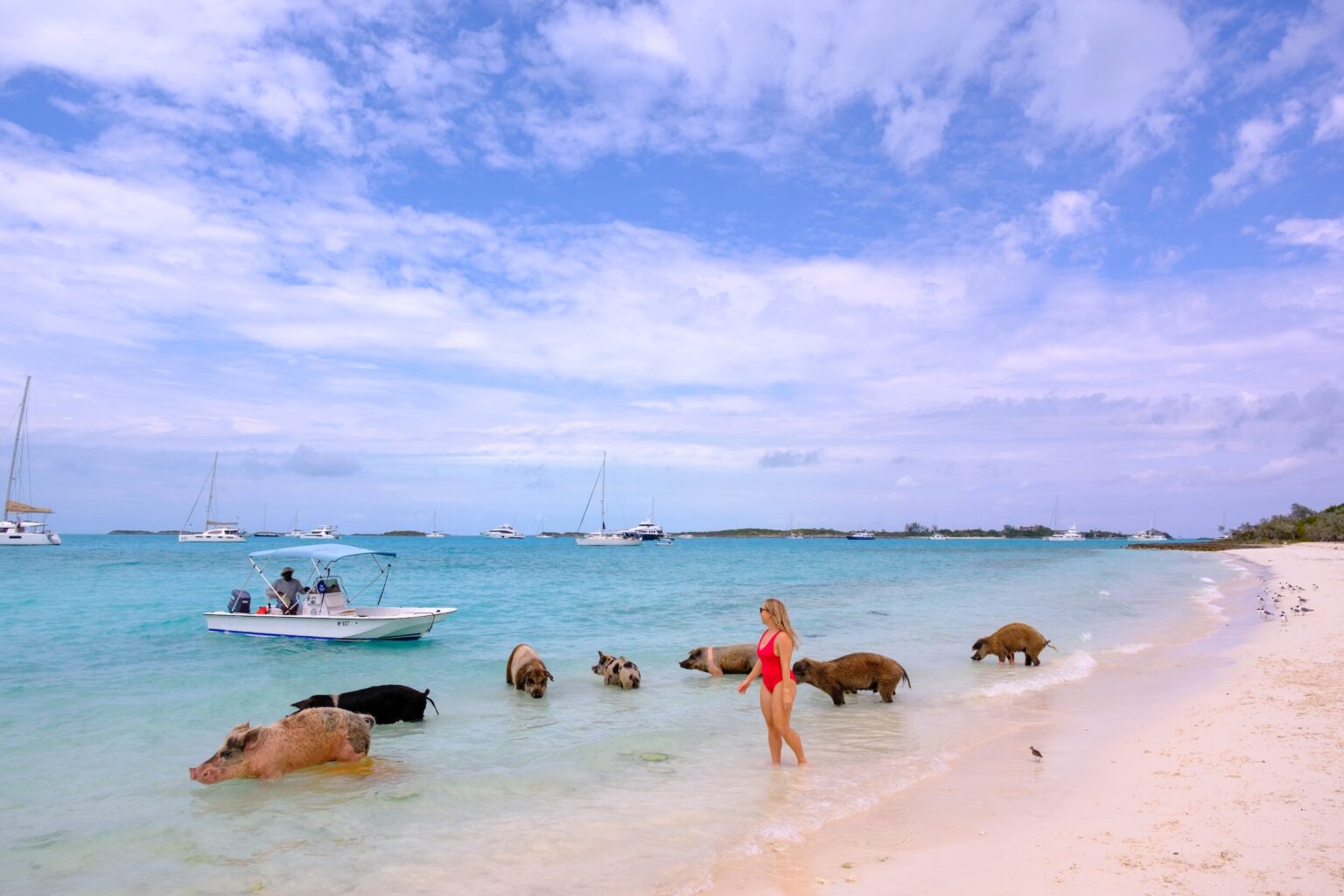 How To See The Famous Swimming Pigs In The Bahamas